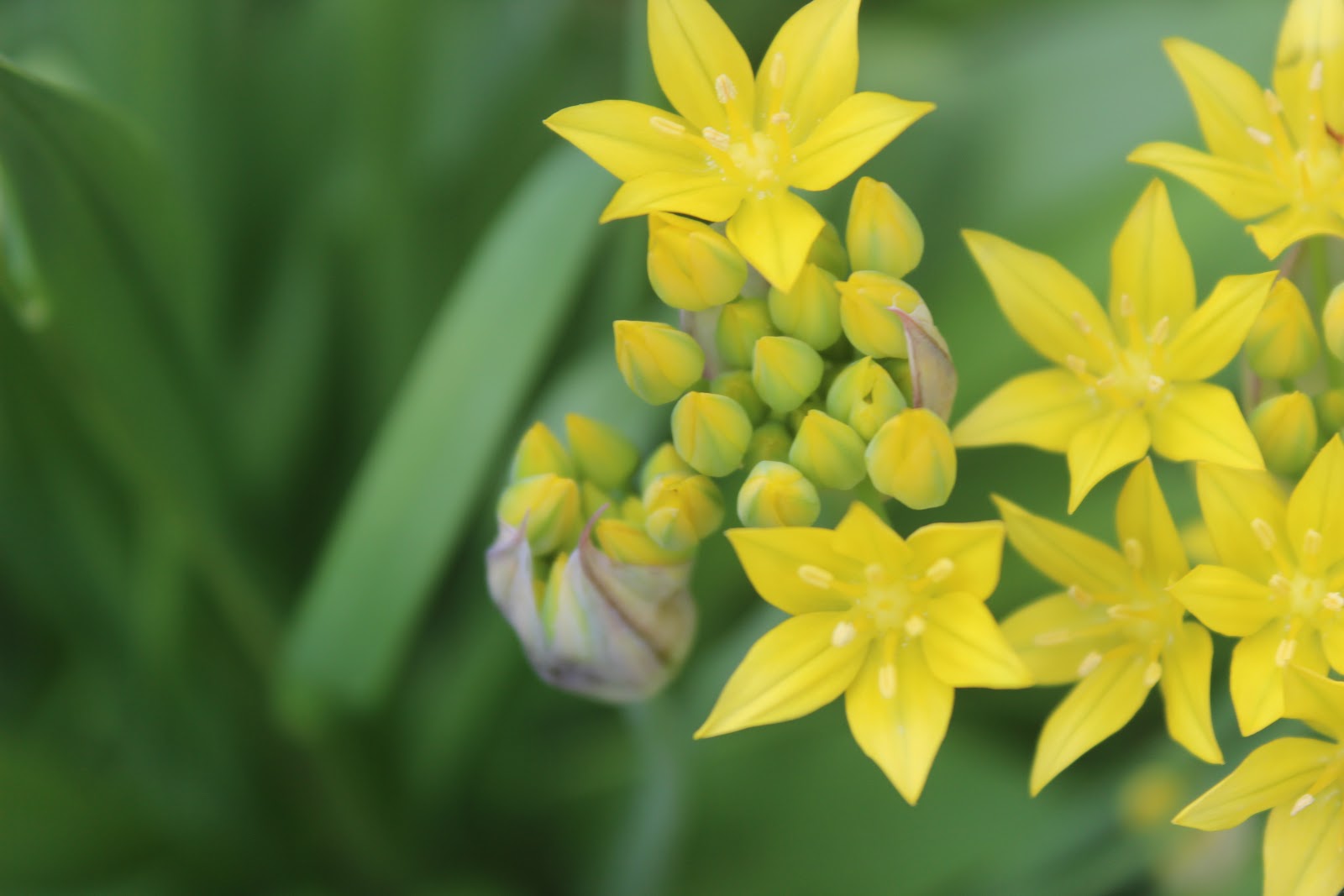 Allium Moly - Yellow Allium Flowers